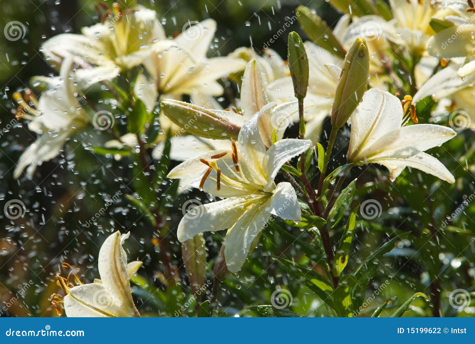 Lily in the rain stock photo. Image of crisp, blossom - 15199622