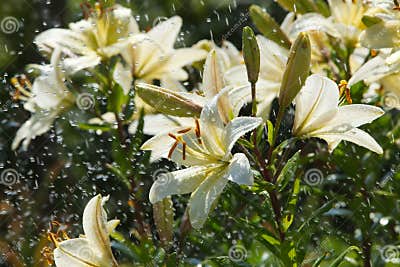 Lily in the rain stock photo. Image of crisp, blossom - 15199622