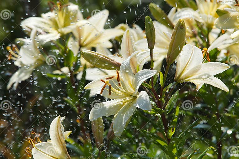 Lily in the rain stock photo. Image of crisp, blossom - 15199622