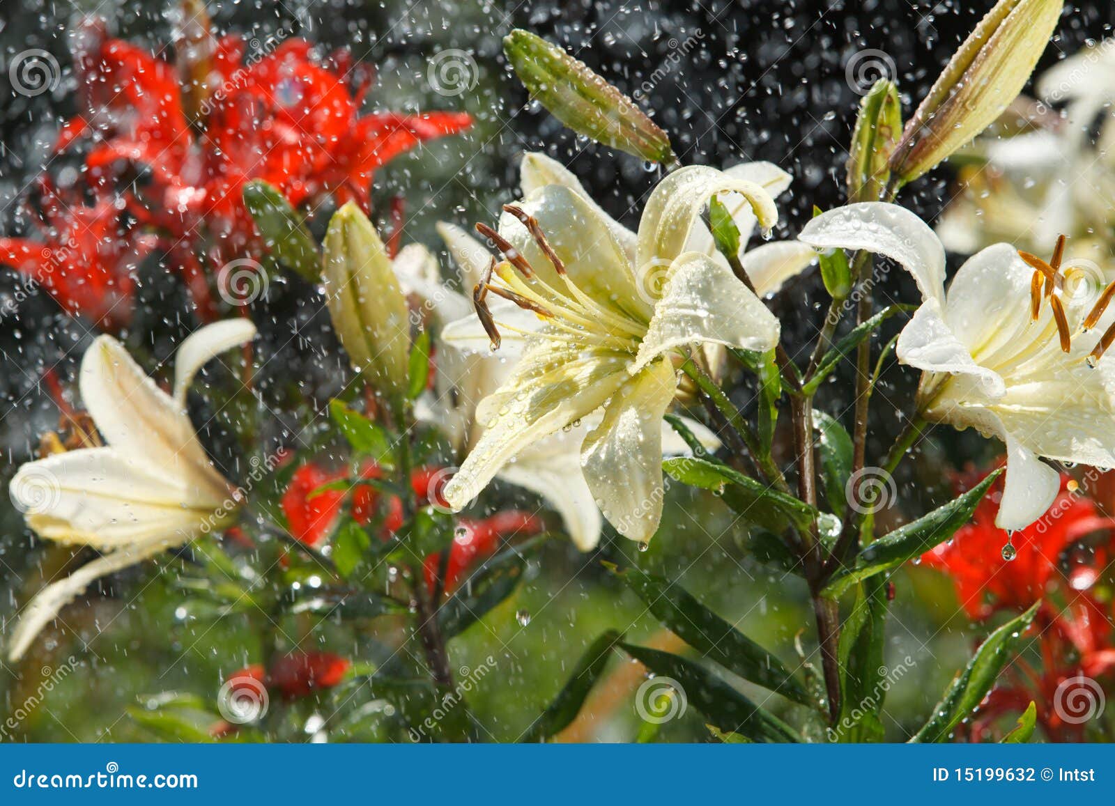 Lily in the rain stock photo. Image of beautiful, closeup - 15199632