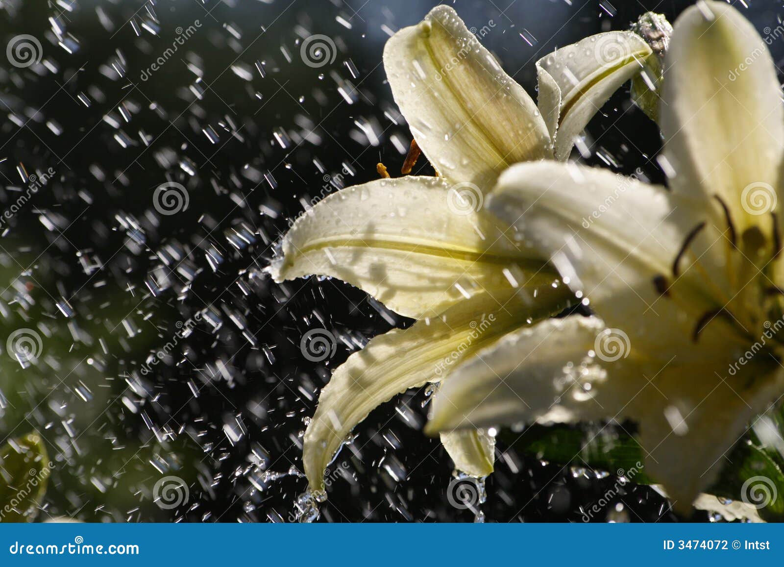 Lily in the rain stock photo. Image of fresh, summer, blooming - 3474072
