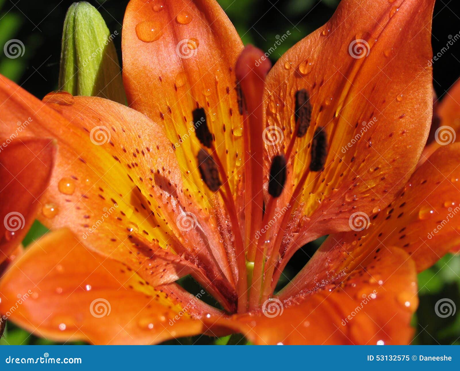 Lily after rain stock image. Image of orange, spring - 53132575