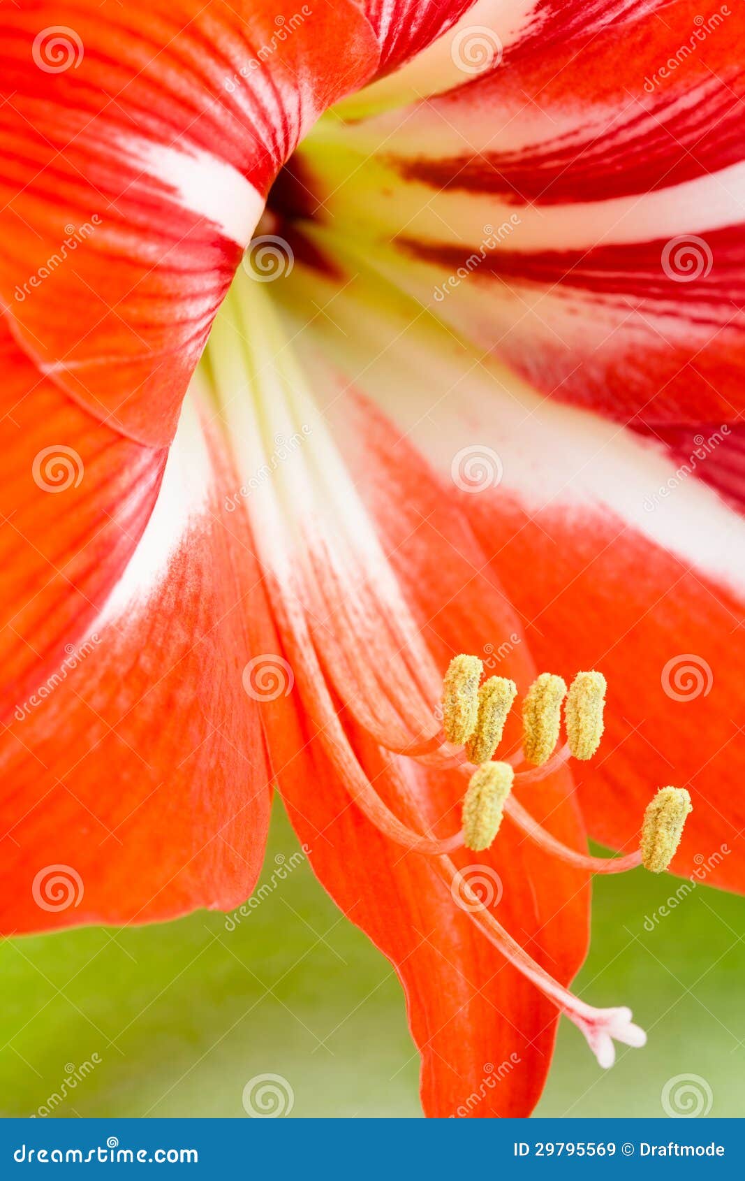 Lily red stamens pestle stock image. Image of specific - 29795569