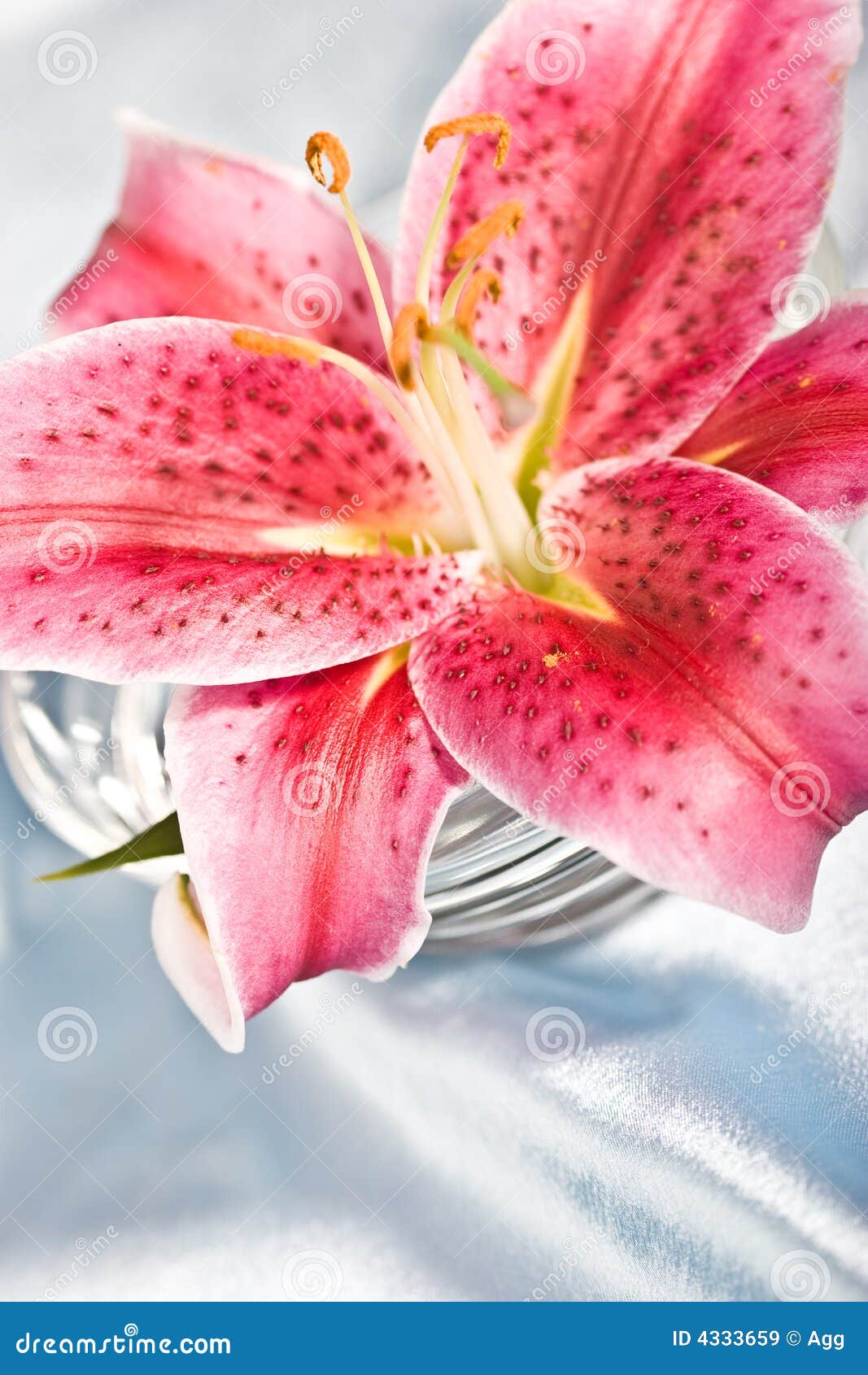 Lily, romantic mood stock image. Image of delicate, blossom - 4333659