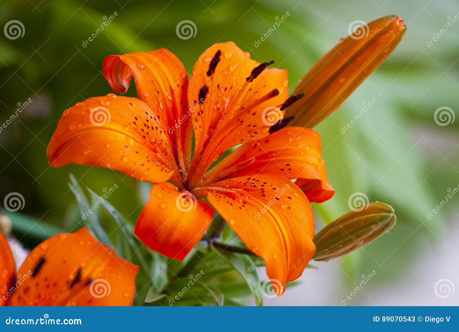 Lily side stock image. Image of flowers, orange, nice - 89070543