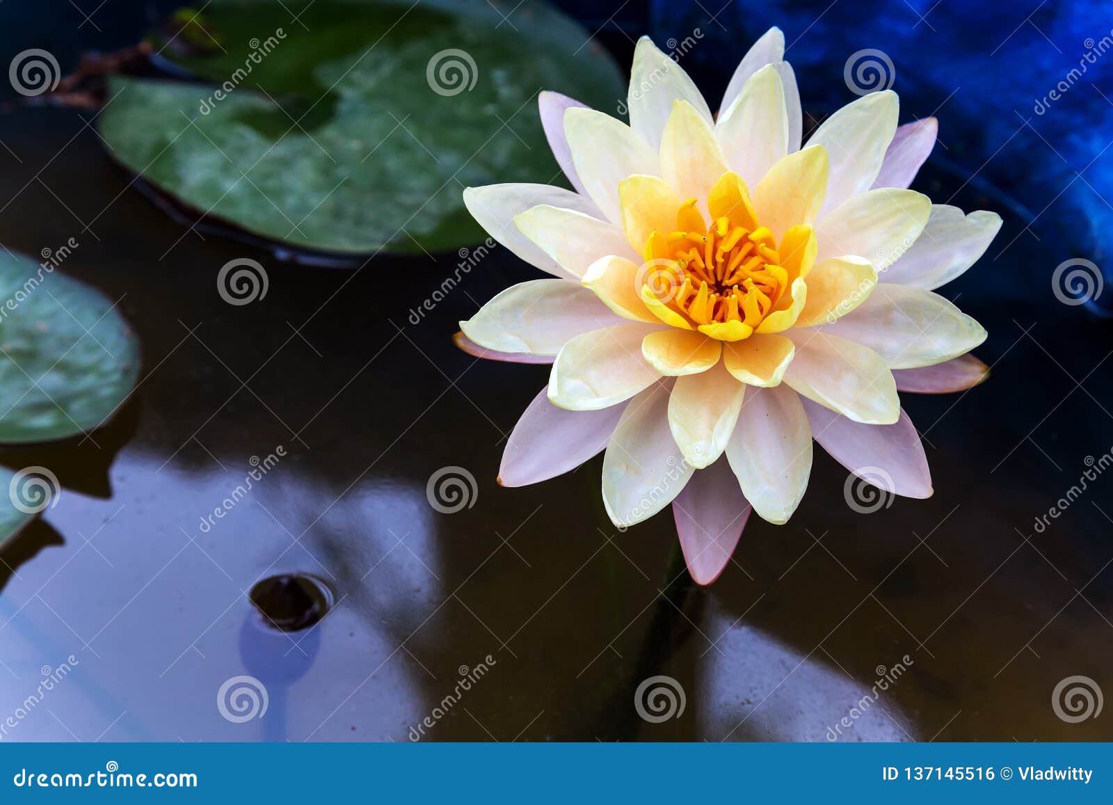 Lily Spring Green Backgrounds Stock Photo - Image of park, beautiful ...