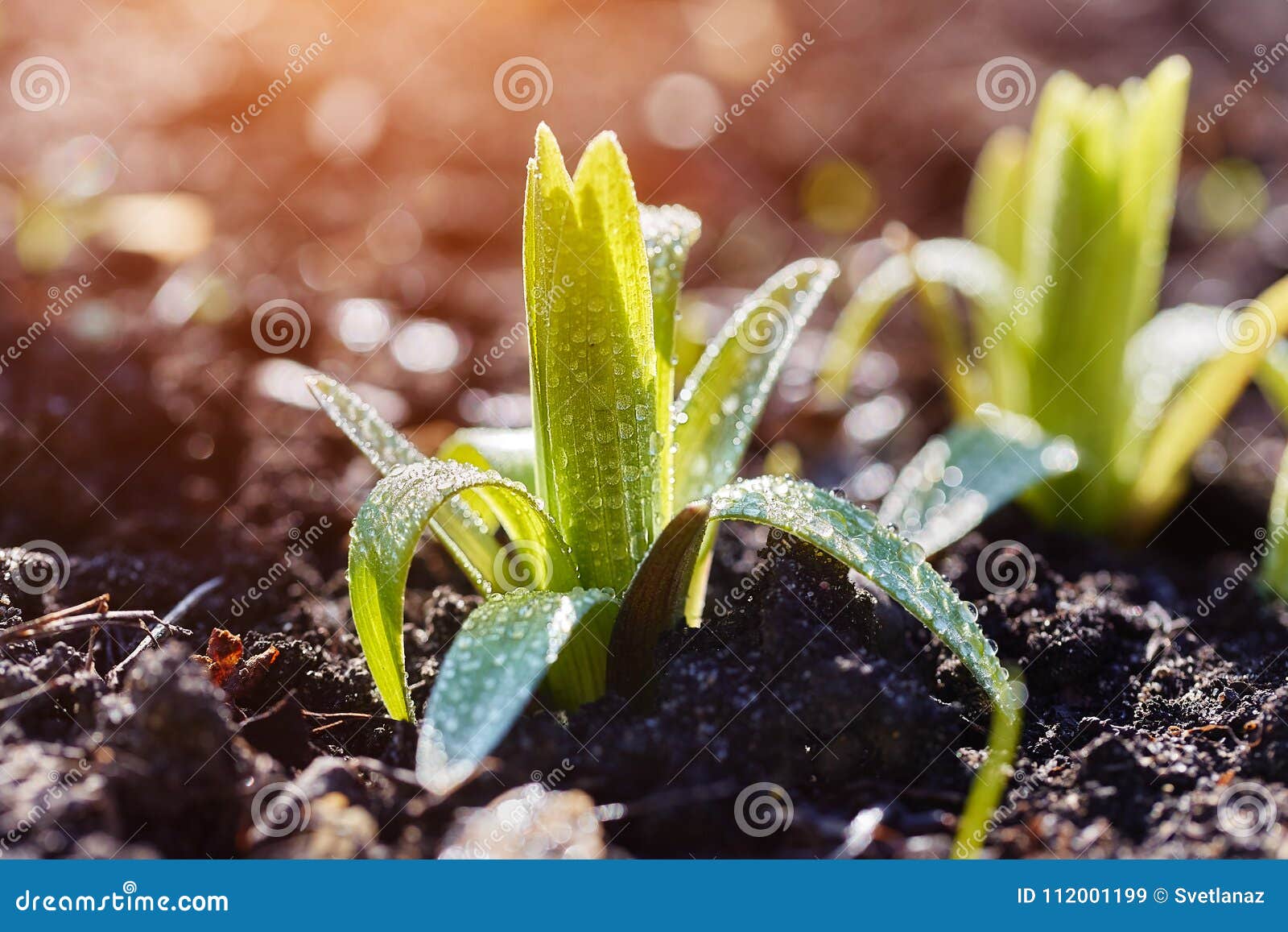 Lily Sprouts with Dew Drops in the Spring Garden Stock Image - Image of ...