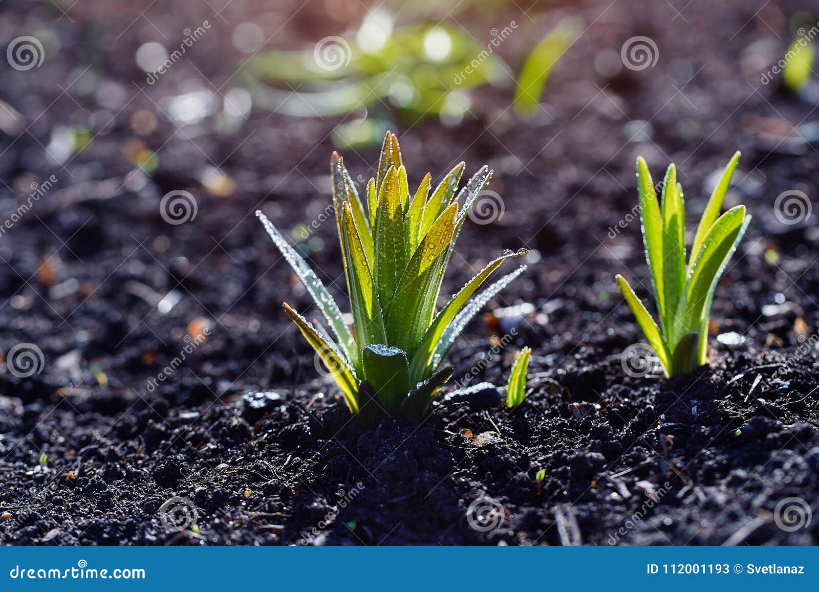Lily Sprouts with Dew Drops in the Spring Garden Stock Image - Image of ...