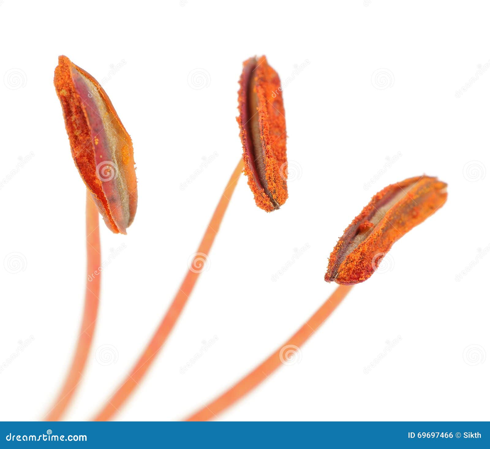 Lily Stamens with Pollen Macro on White Background Stock Photo - Image ...