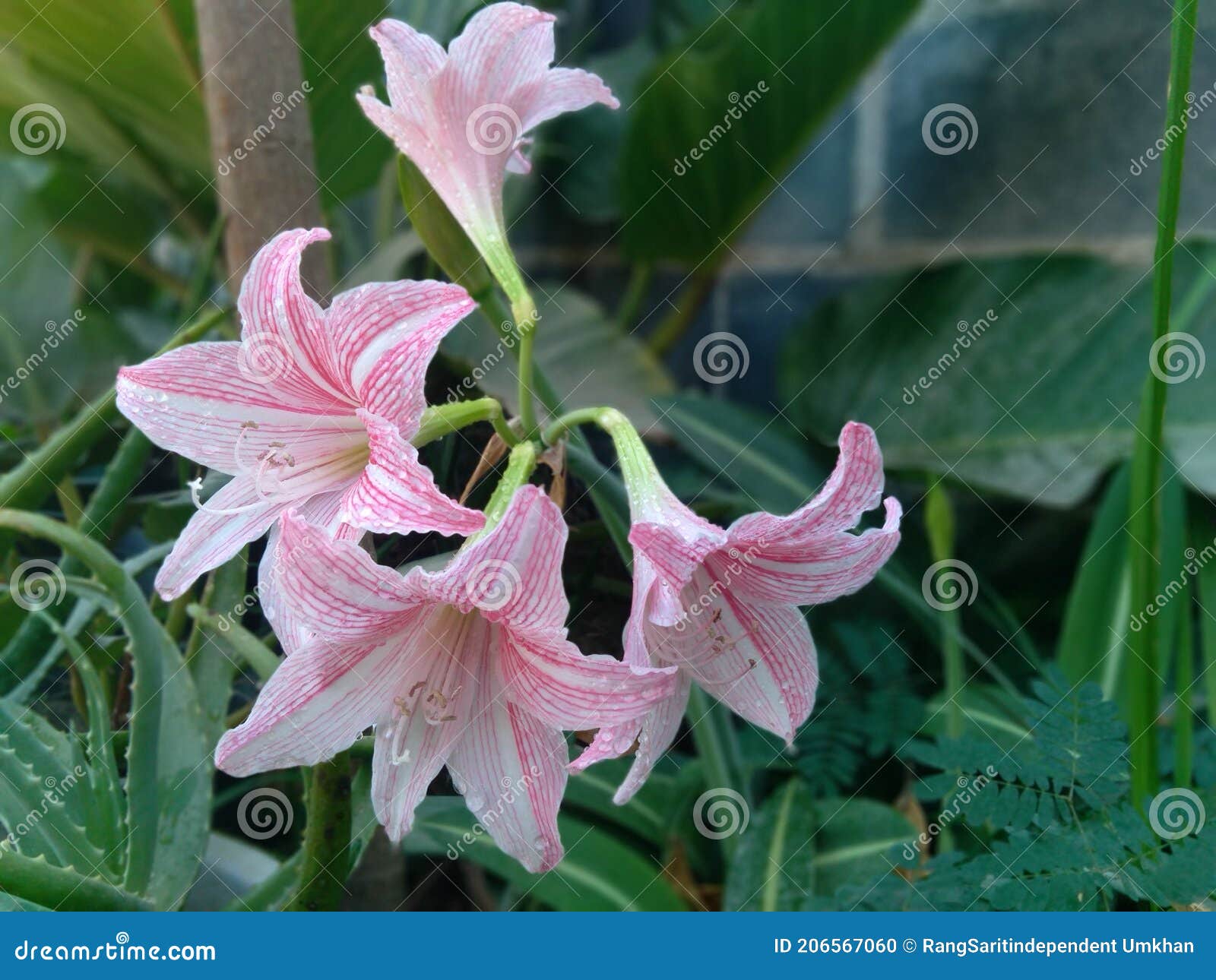 Lily star in full boom. stock photo. Image of spottedcolor - 206567060