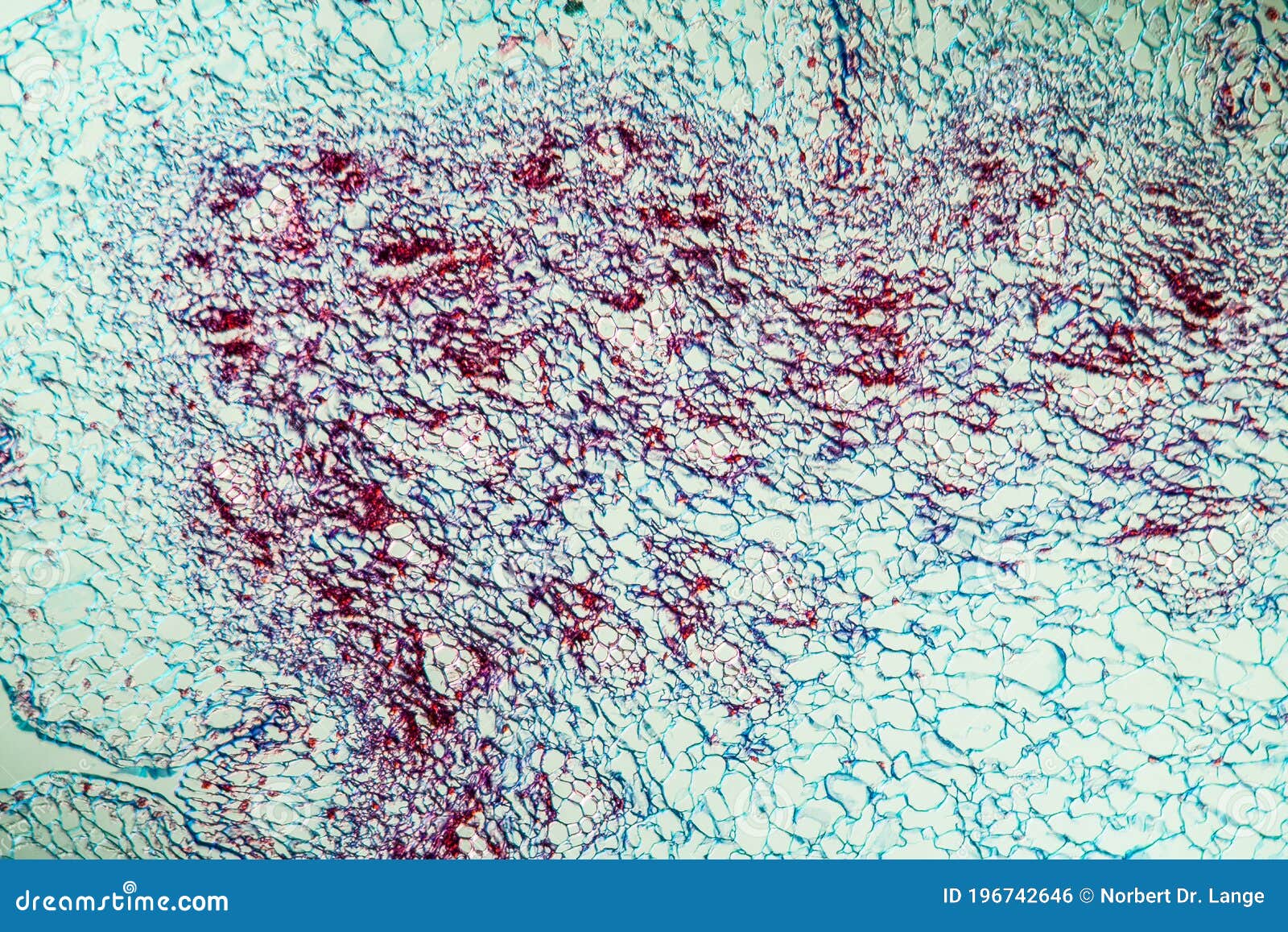 Lily with stem stock photo. Image of glass, microscopy - 196742646