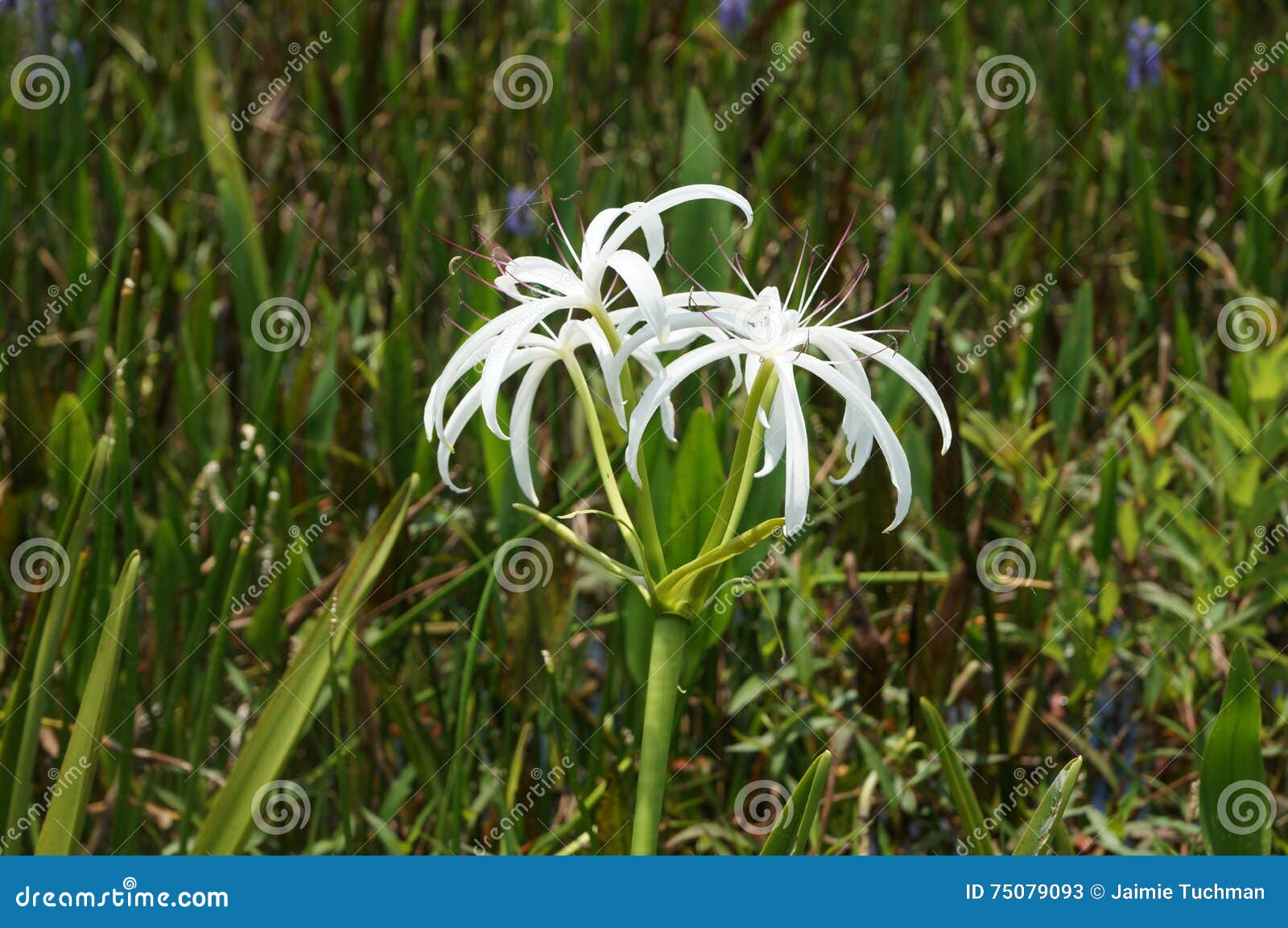 Lily in the swamp stock image. Image of cyprus, biology - 75079093