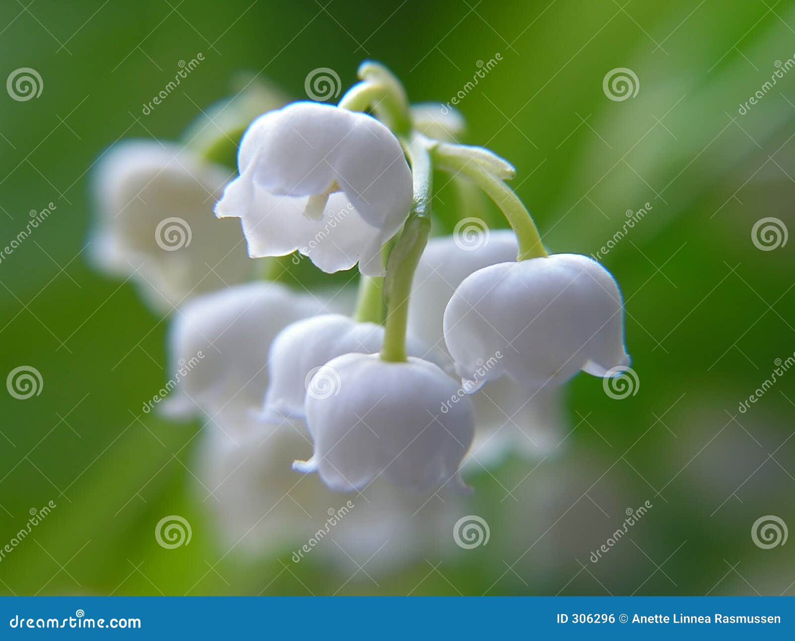 Lily of the valley stock photo. Image of spring, park, beautiful - 306296