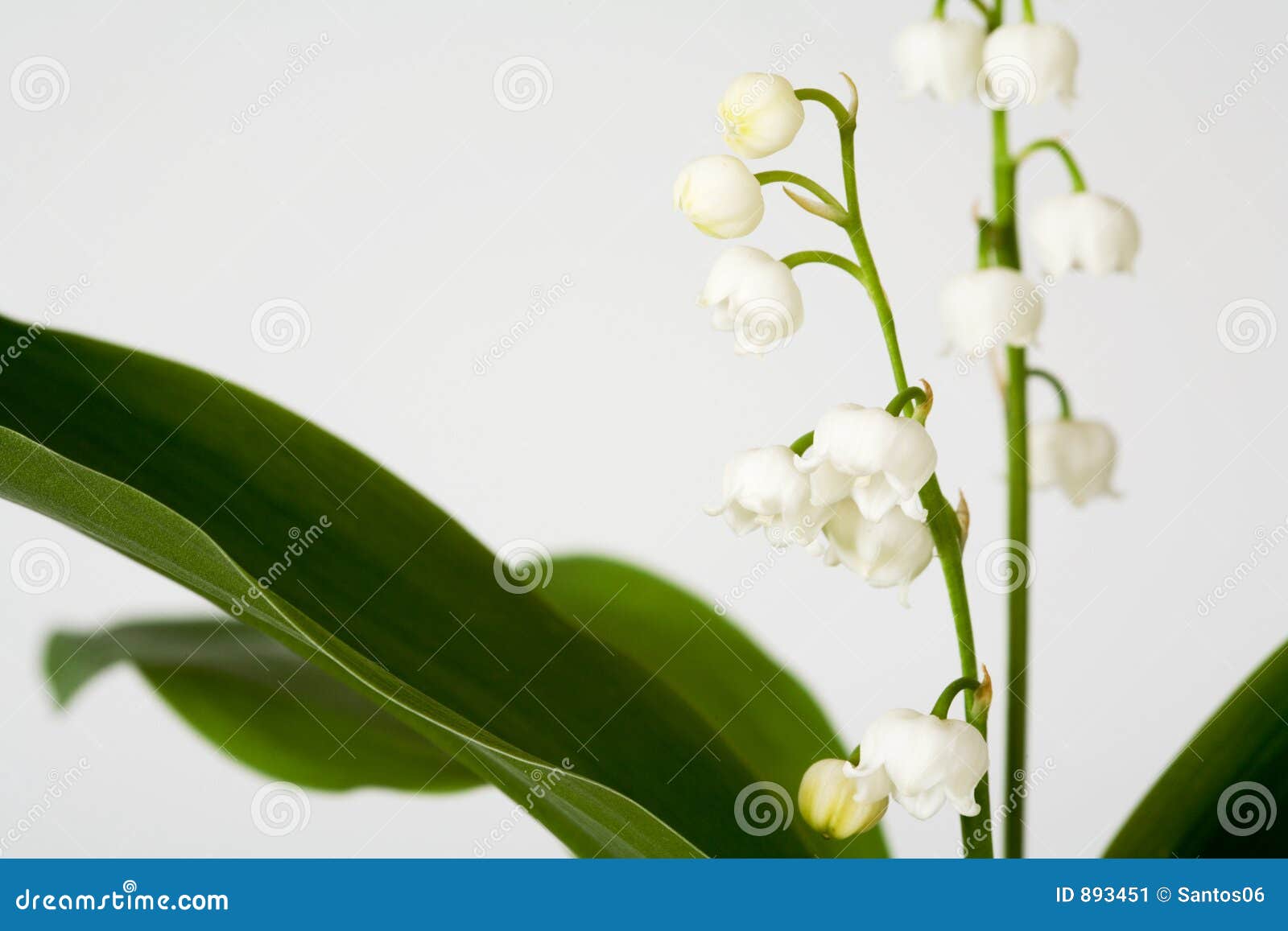 Lily of the valley stock image. Image of odour, flower - 893451