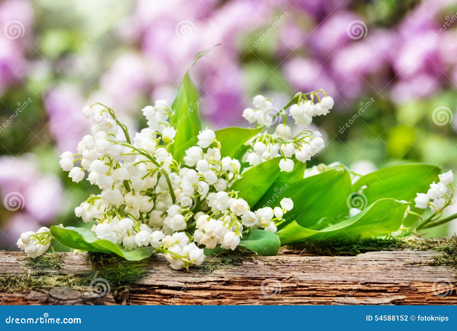 Lily of the Valley Behind Wood, Lilac Stock Photo - Image of botany ...