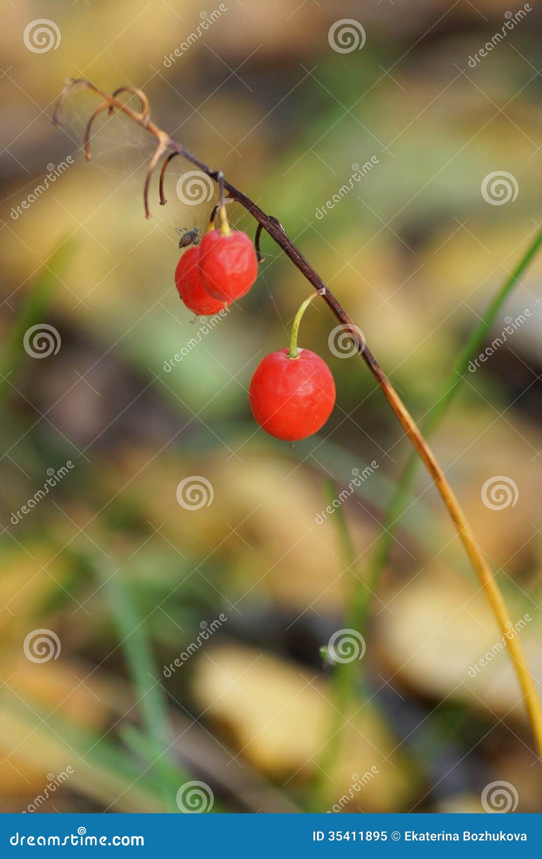 Lily of the Valley berries stock image. Image of fruit - 35411895