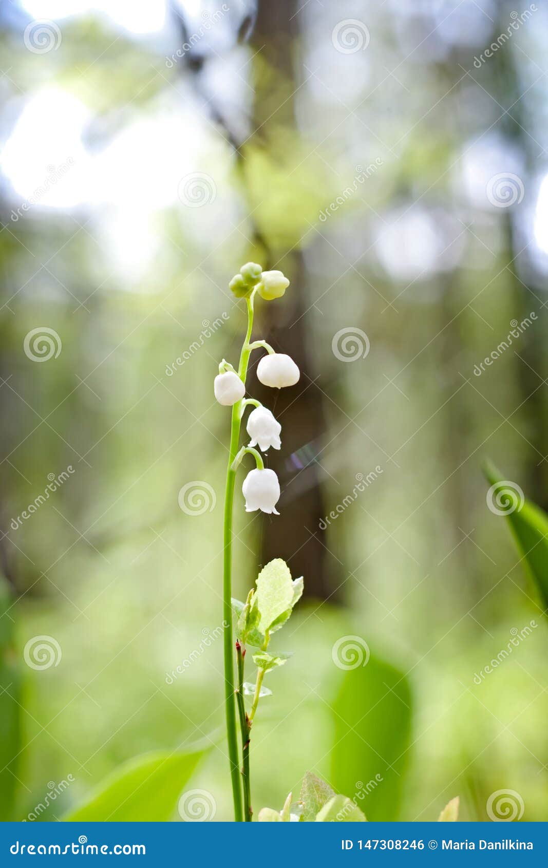 Lily of the Valley Blooms in the Forest Stock Photo - Image of lilly ...
