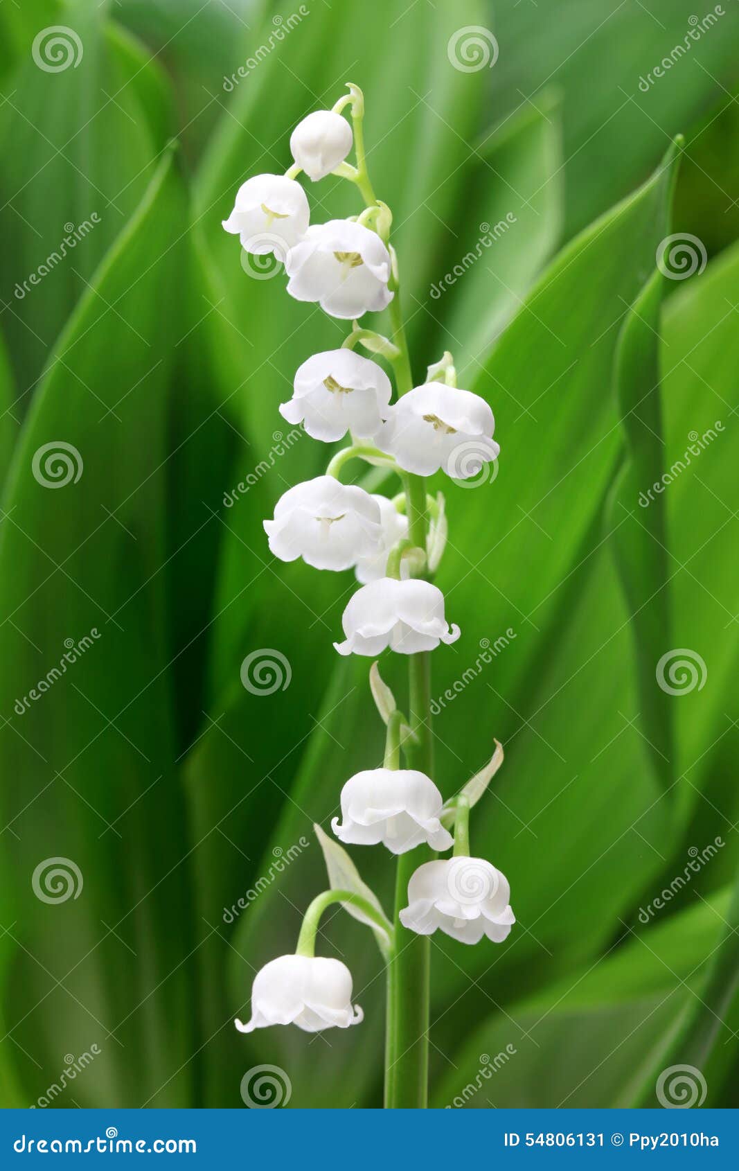 Lily Of The Valley Bouquet On The Pile Of A Old Books. Top View Spring ...