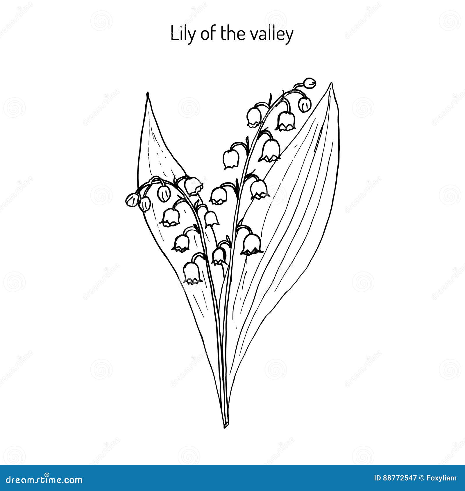 Lily of the Valley Convallaria Majalis . Stock Vector - Illustration of ...