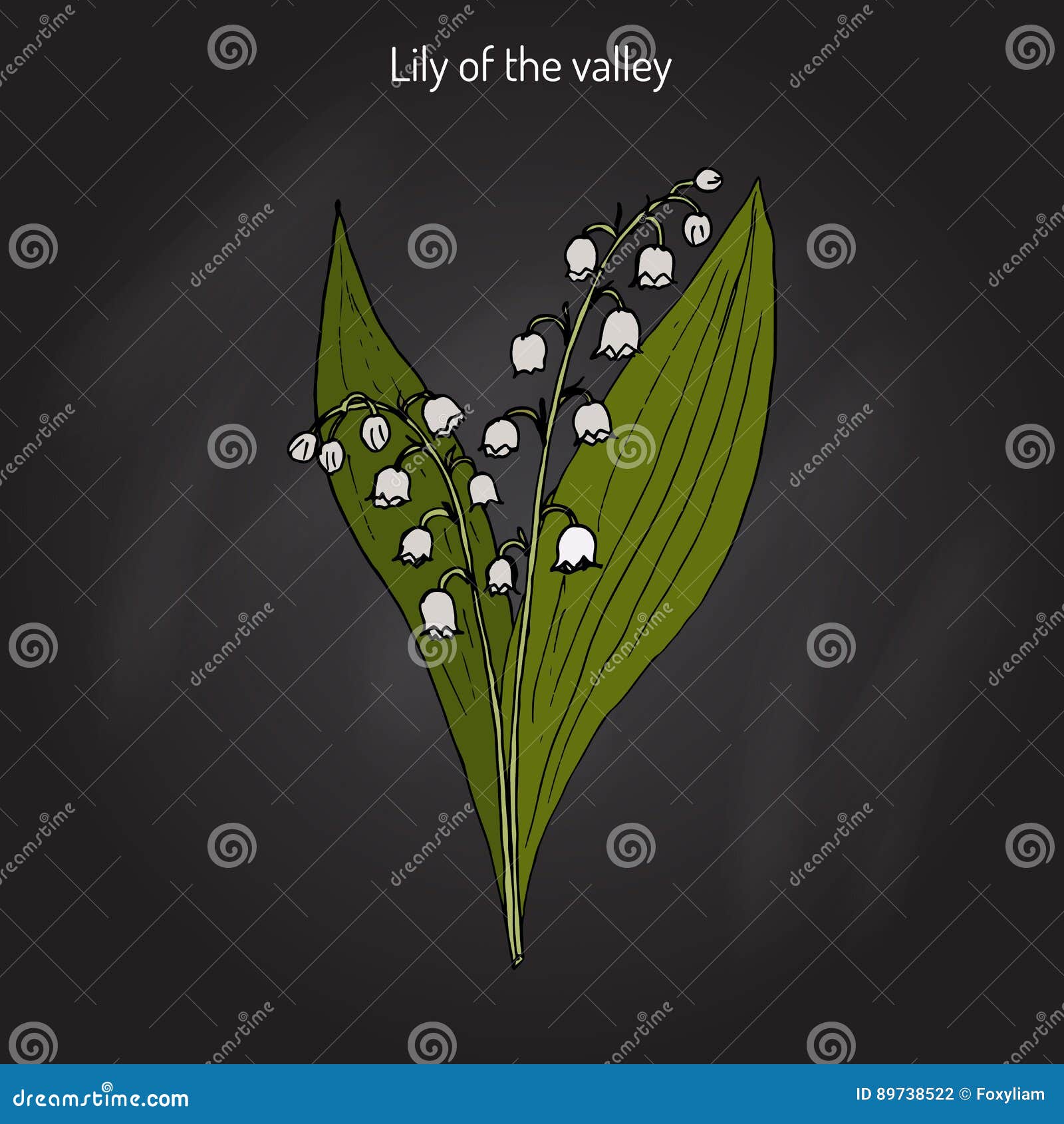 Lily of the Valley Convallaria Majalis Stock Vector - Illustration of ...