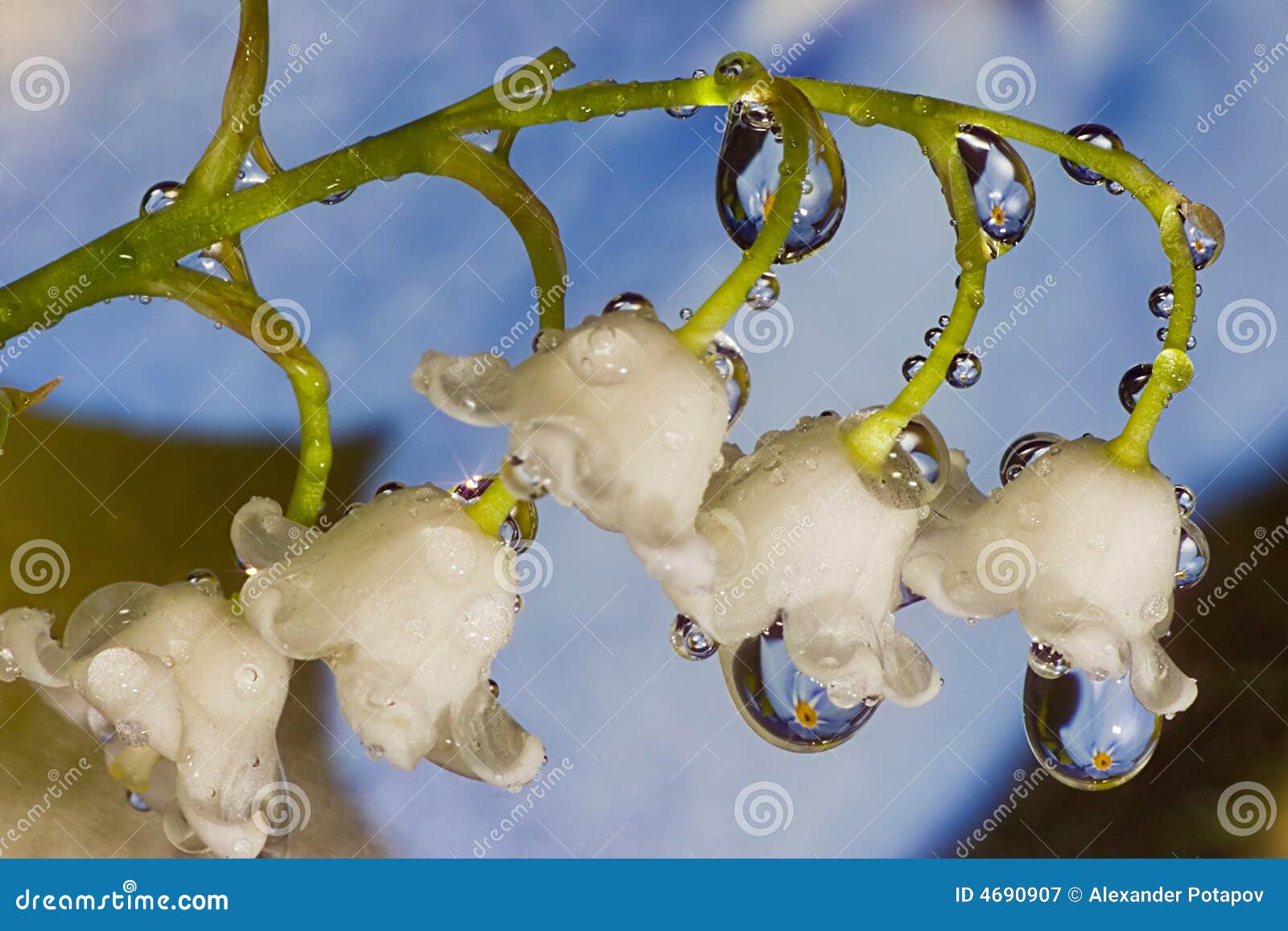 Lily-of-the-valley with Drops Stock Image - Image of lily, field: 4690907