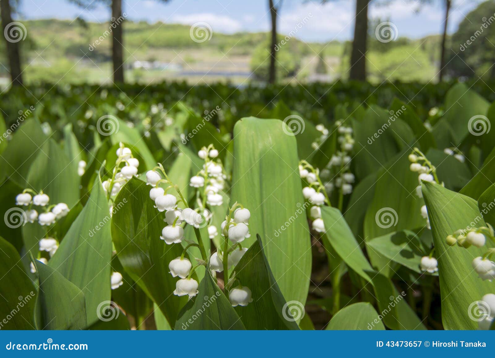 Lily of the valley field stock image. Image of petal - 43473657