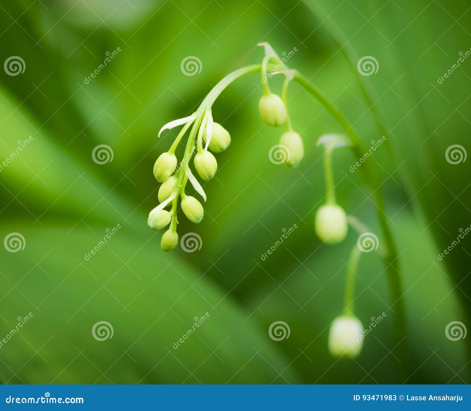 Lily of the Valley stock image. Image of beauty, flower - 93471983