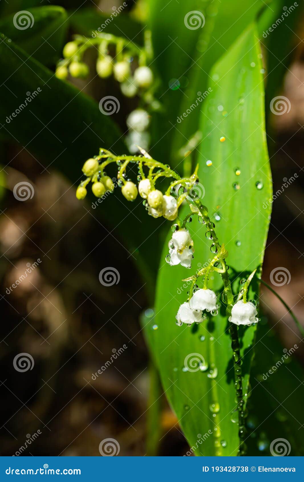 Lily of the Valley Flower with Raindrops in Spring Forest Stock Photo ...