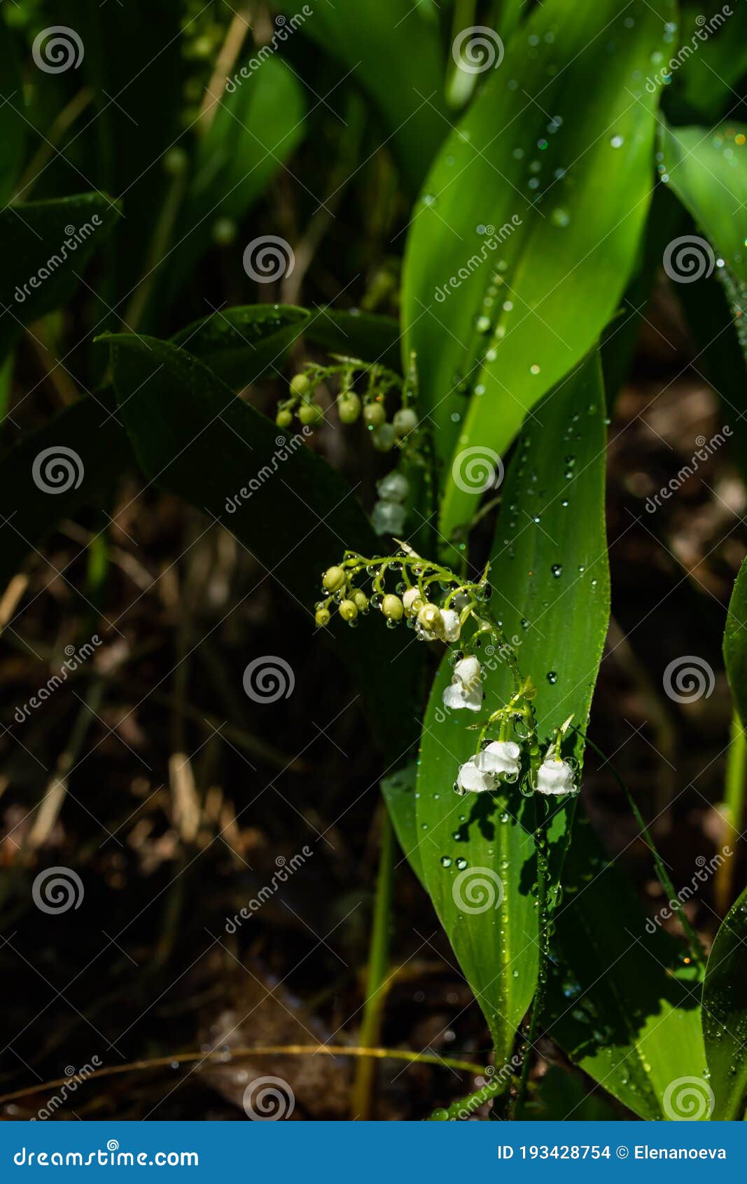 Lily of the Valley Flower with Raindrops in Spring Forest Stock Photo ...