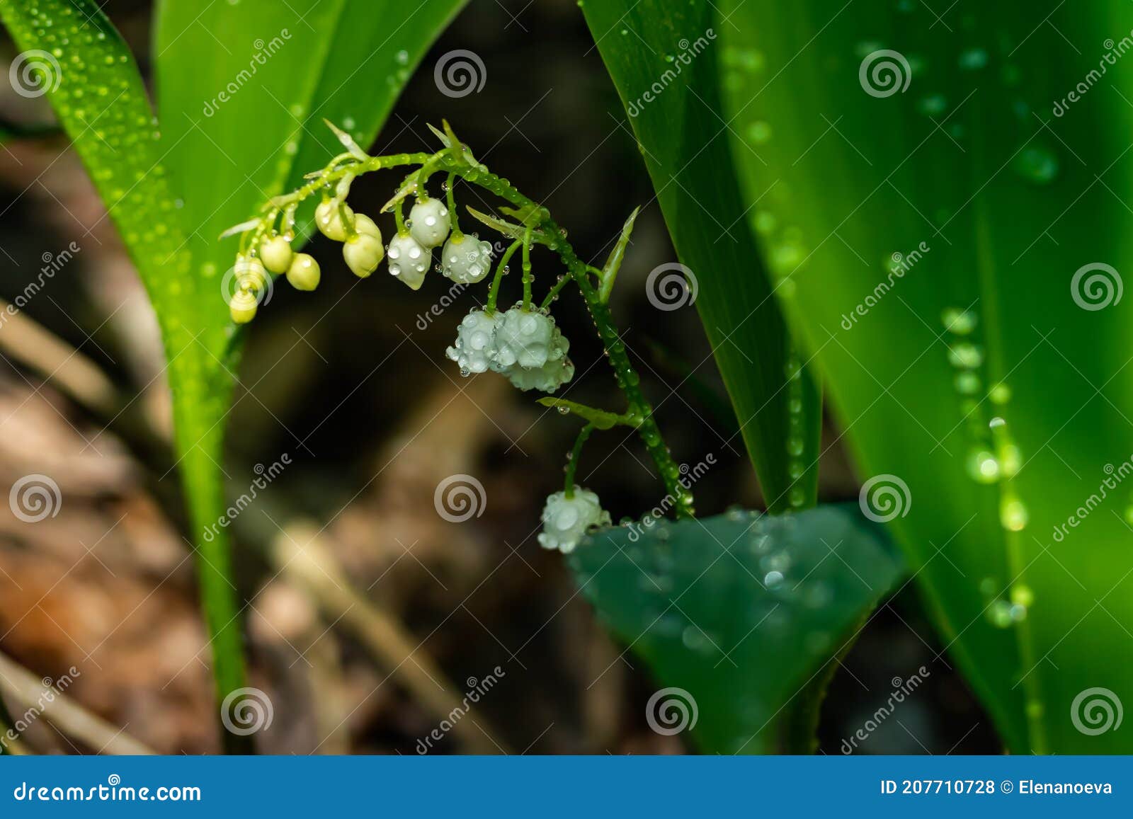 Lily of the Valley Flower with Raindrops in Spring Forest Stock Photo ...