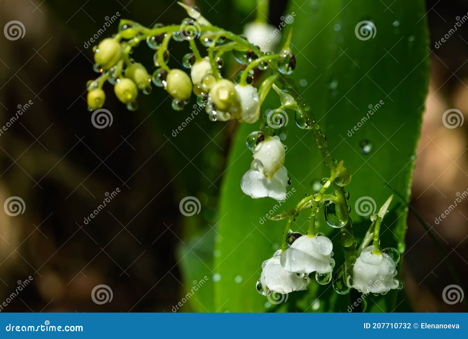 Lily of the Valley Flower with Raindrops in Spring Forest Stock Photo ...