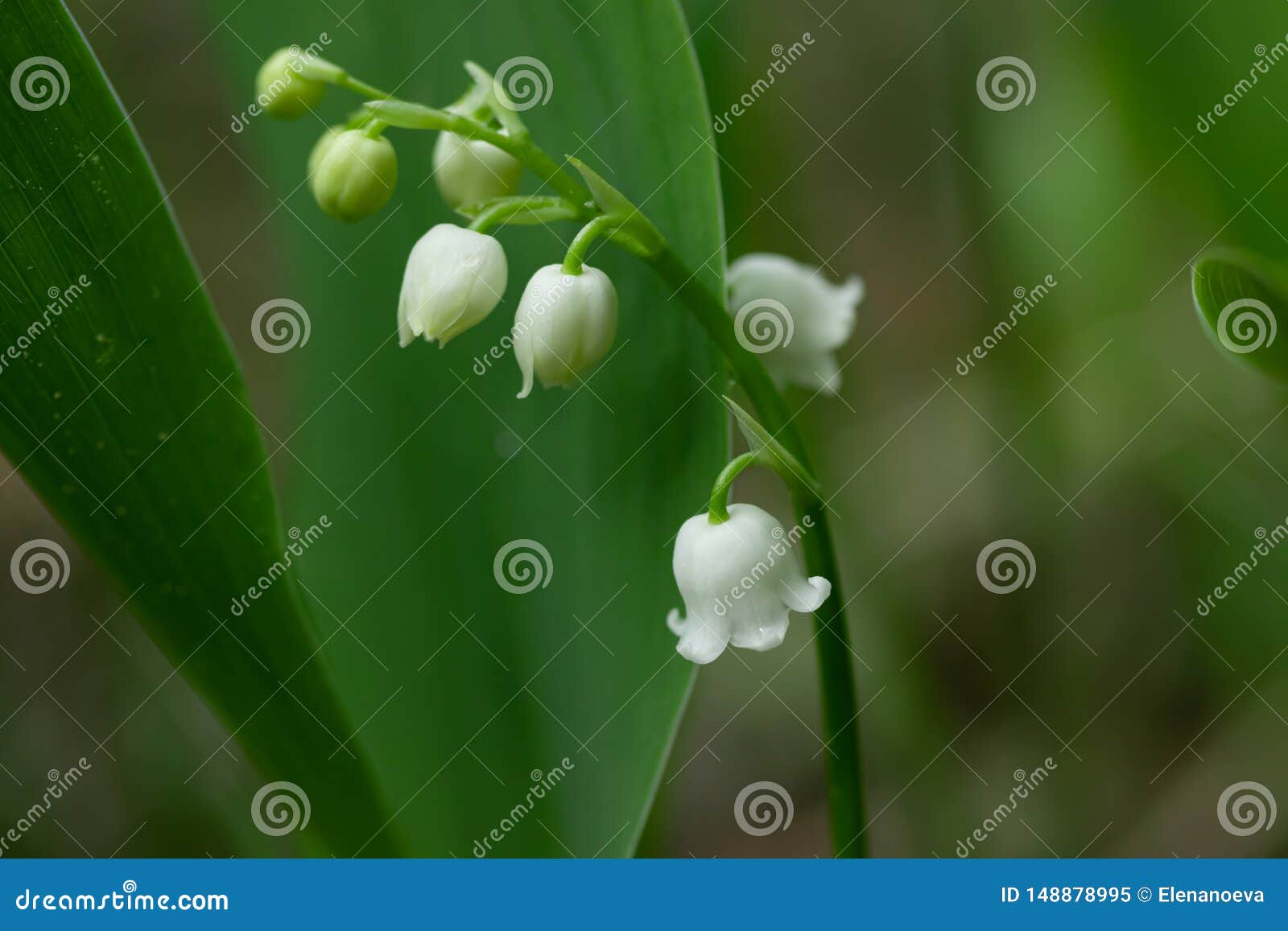 Lily of the Valley Flower in Spring Forest Stock Image - Image of fresh ...