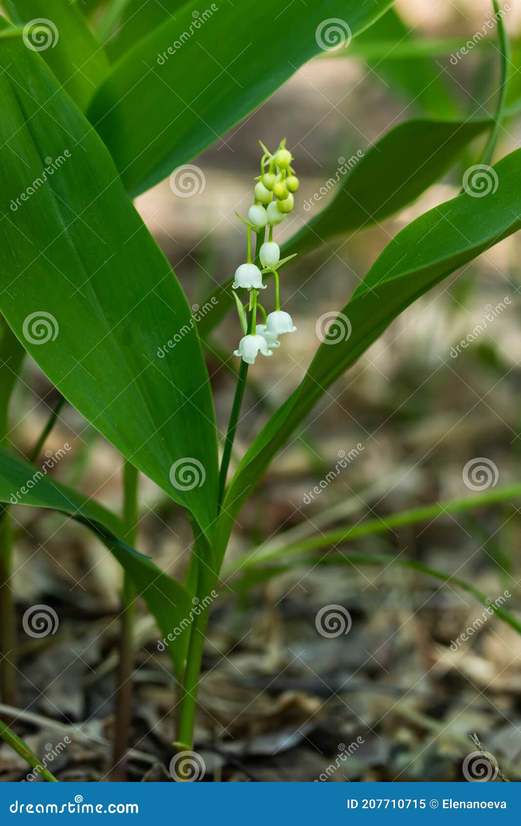 Lily of the Valley Flower in Spring Forest Stock Image - Image of green ...