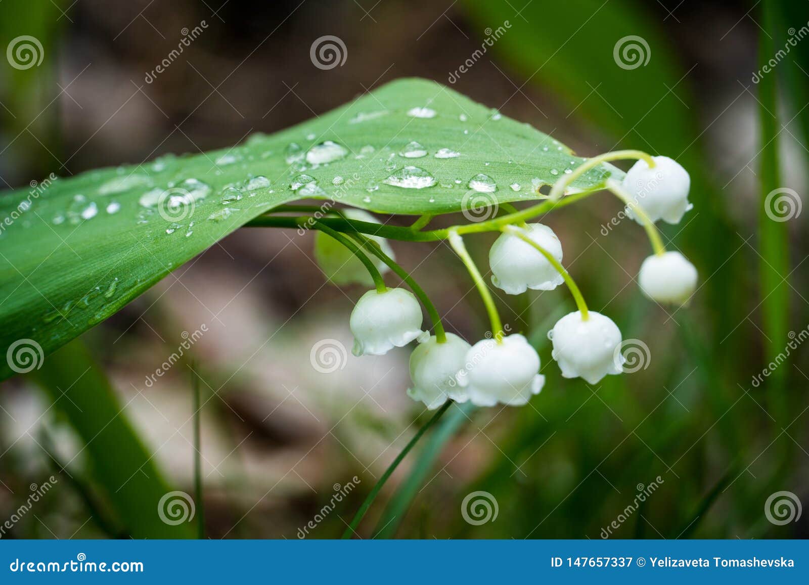 Lily of the Valley in the Forest. Closeup of Lily of the Valley in the ...