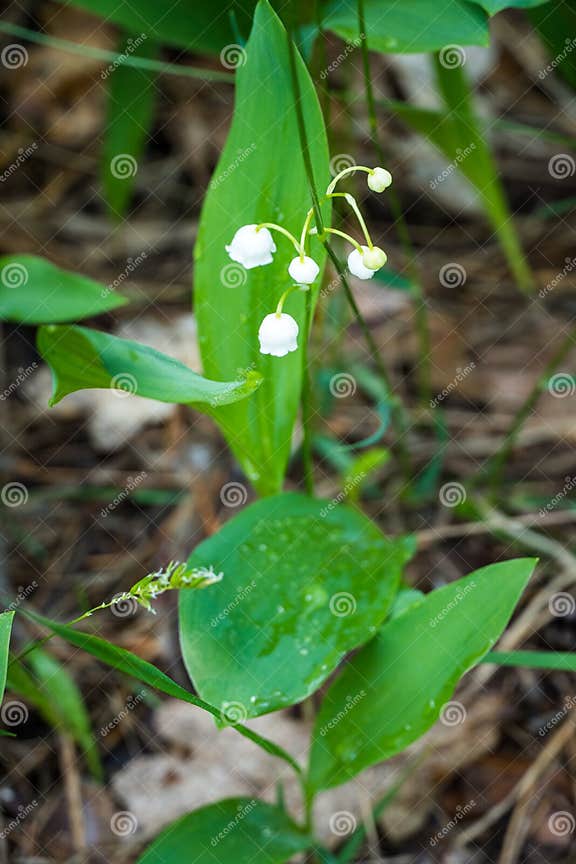 Lily of the Valley in the Forest. Closeup of Lily of the Valley in the ...