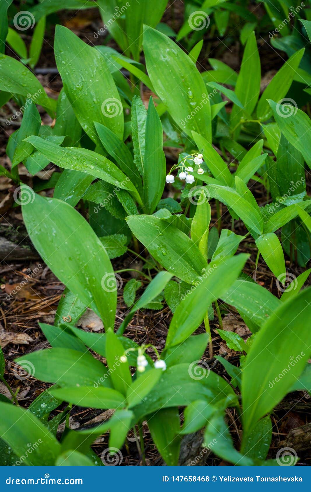 Lily of the Valley in the Forest. Closeup of Lily of the Valley in the ...