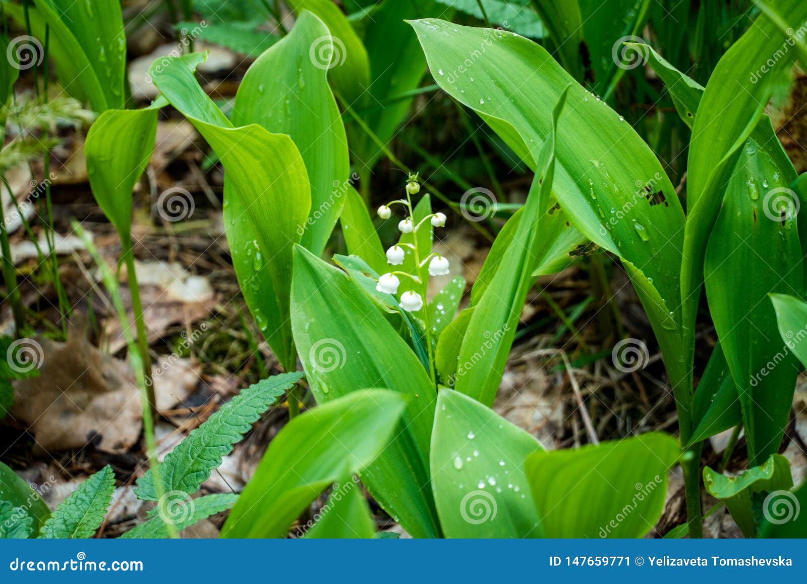 Lily of the Valley in the Forest. Closeup of Lily of the Valley in the ...