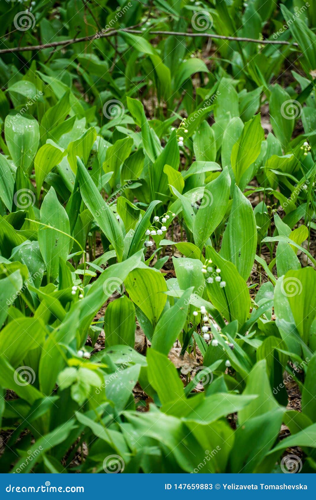 Lily of the Valley in the Forest. Closeup of Lily of the Valley in the ...