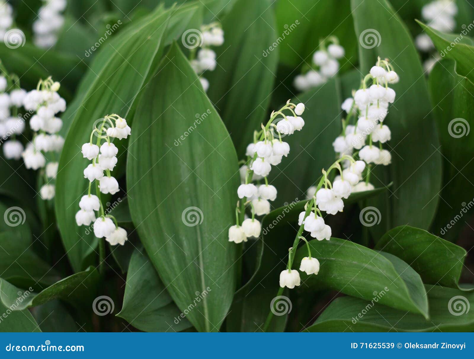 Lily Of The Valley Bouquet On The Pile Of A Old Books. Top View Spring ...