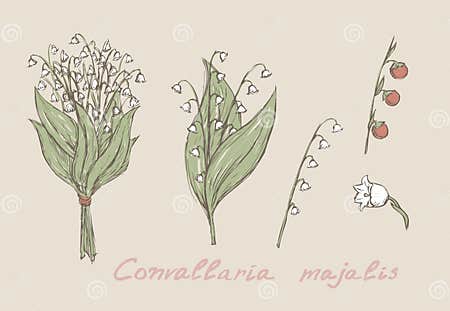 Lily of the Valley Hand Drawn Stock Vector - Illustration of ...