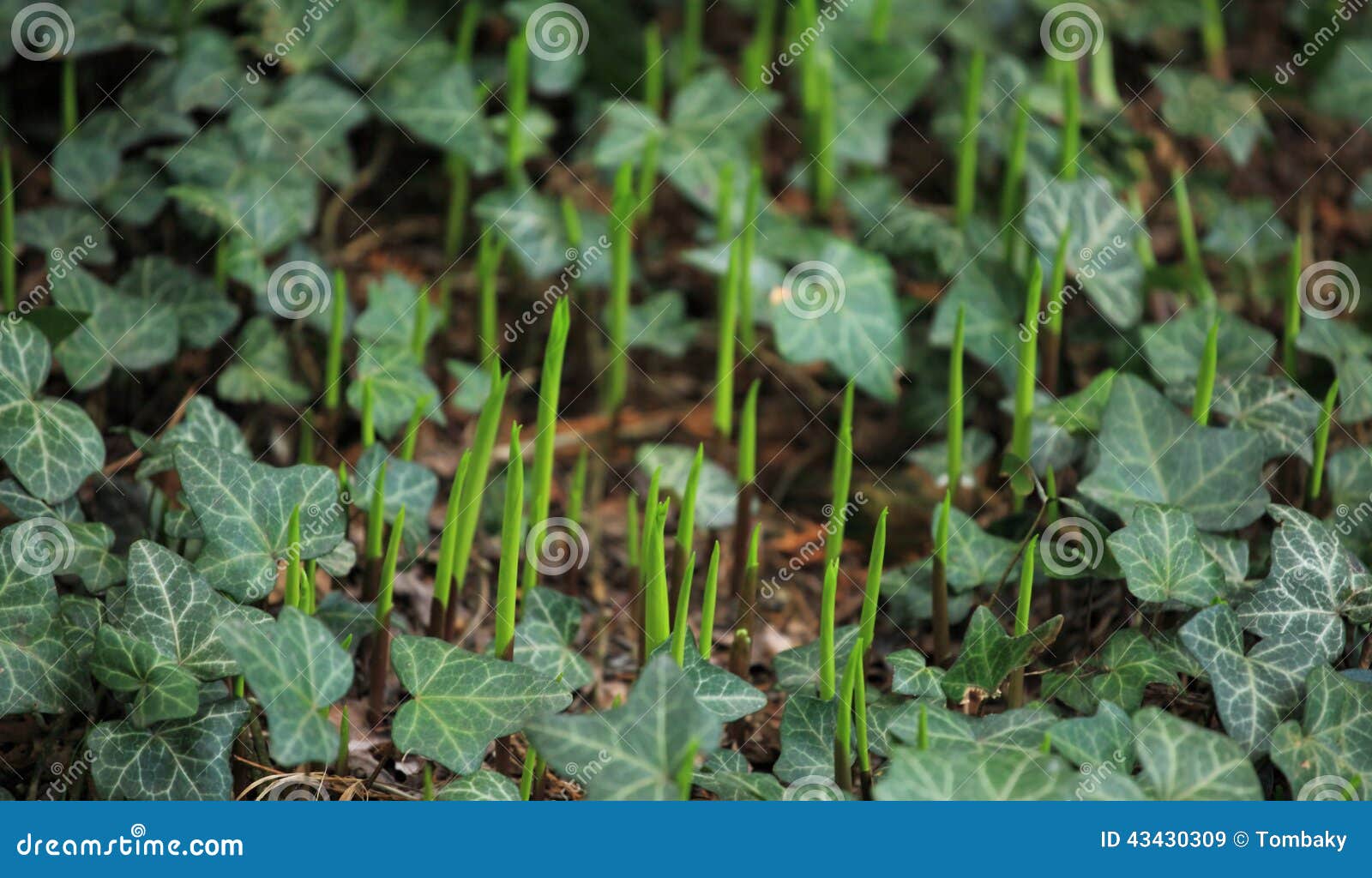 Lily of the Valley Shoots Sprouting among the Ivy Stock Image - Image ...