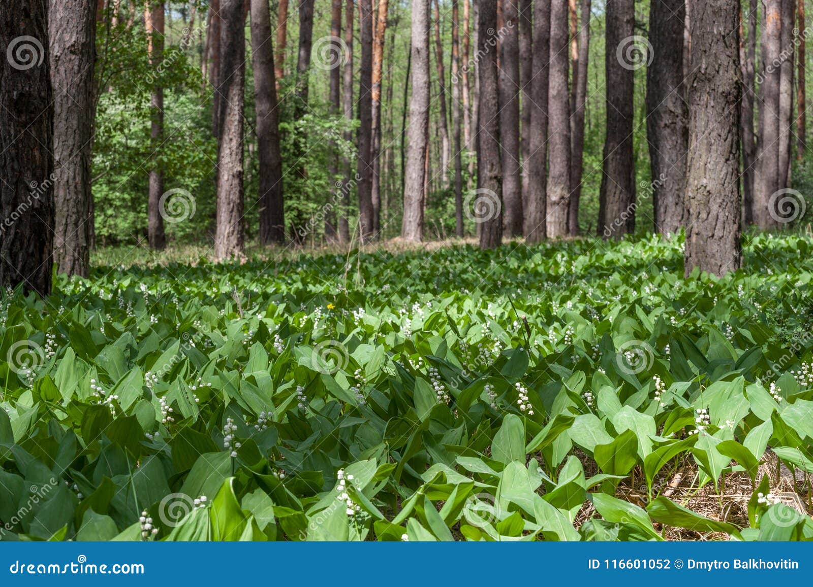 Lily of the Valley in Spring Forest Stock Photo - Image of fairytale ...