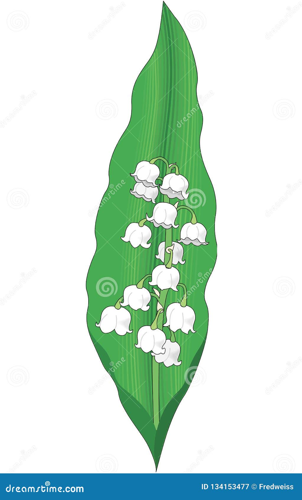 Lily of the Valley Vector Illustration Stock Vector - Illustration of ...