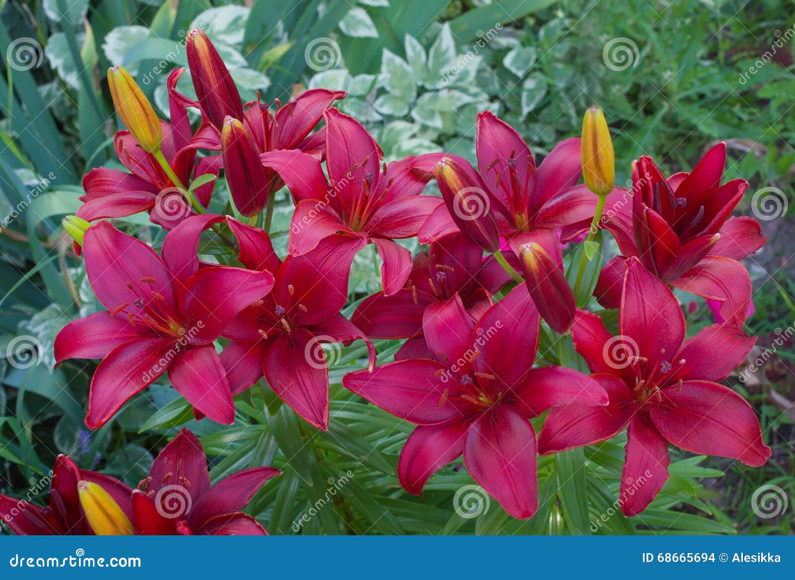 Lily varieties flowers stock photo. Image of floral, native - 68665694