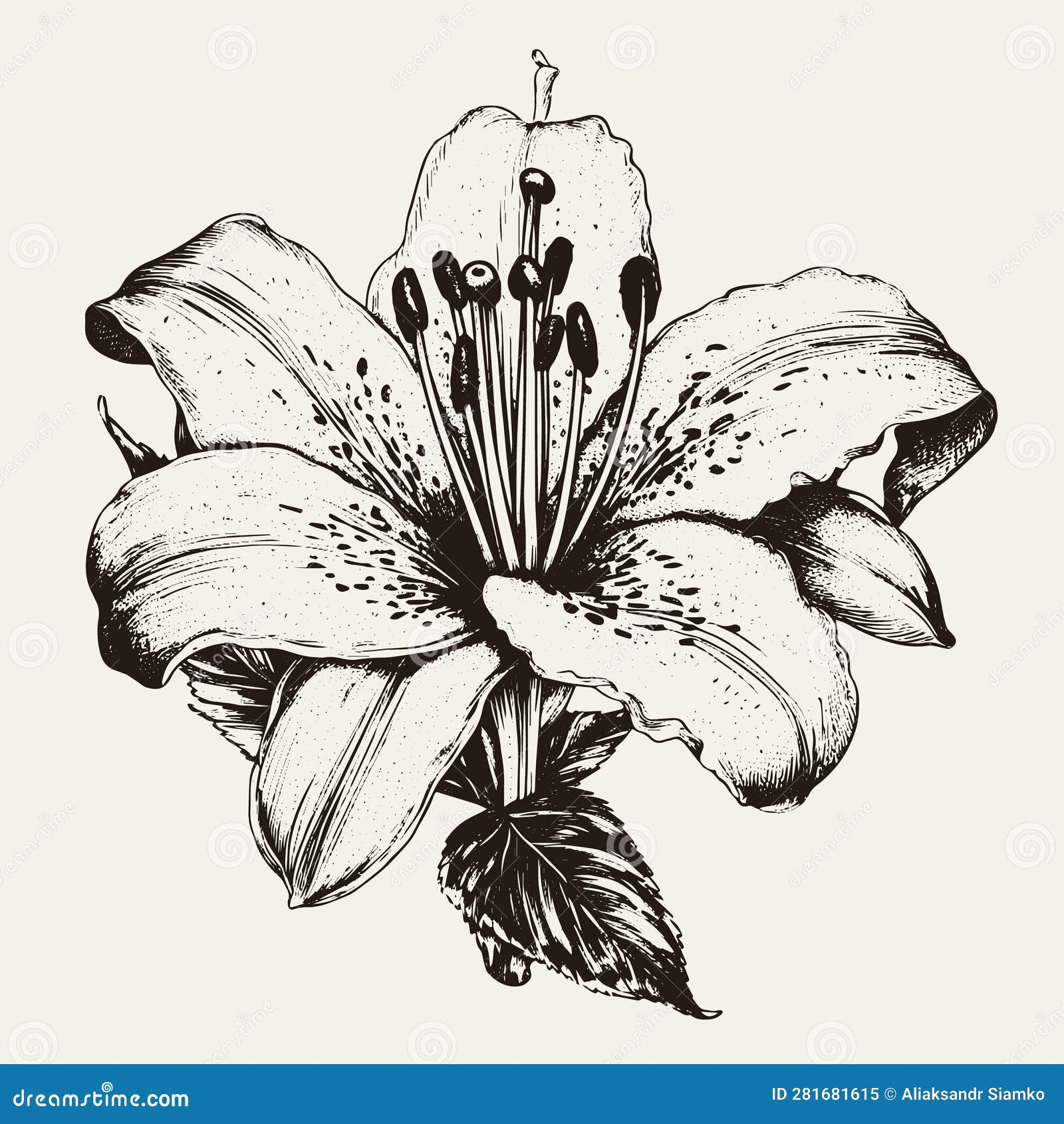 Lily Vector Drawing. Isolated Hand Drawn, Engraved Style Illustration ...