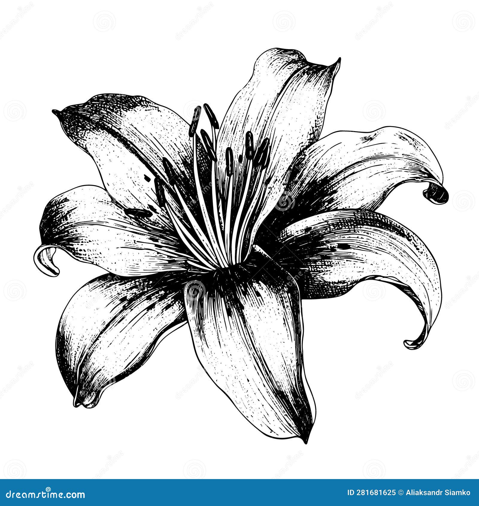 Lily Vector Drawing. Isolated Hand Drawn, Engraved Style Illustration ...