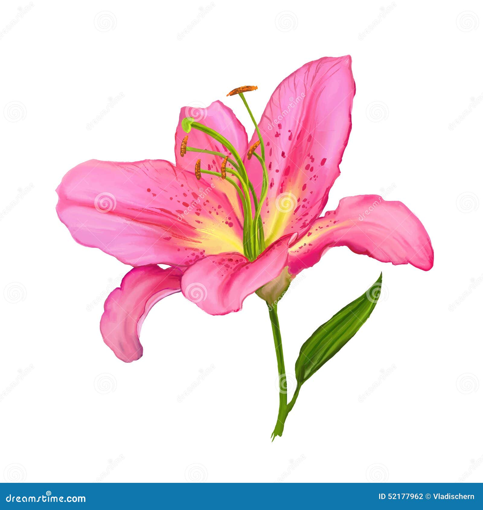Lily Vector Illustration Hand Drawn Painted Stock Vector - Illustration ...