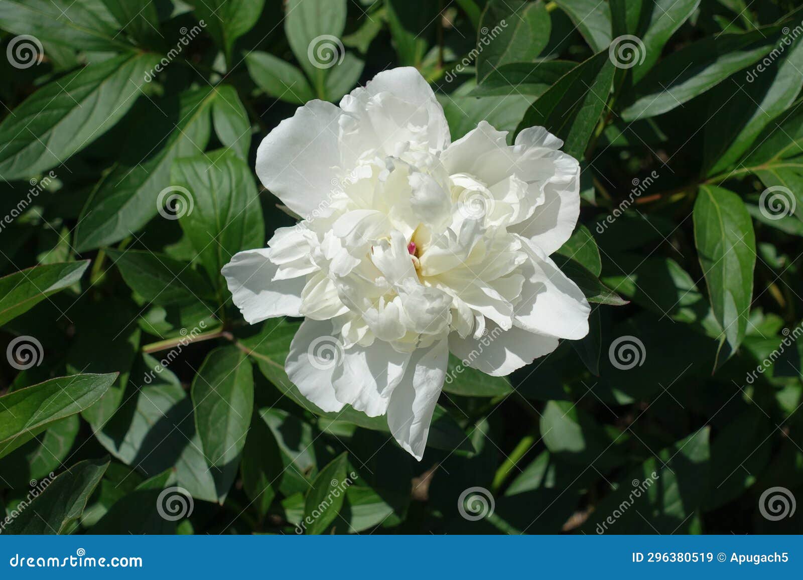 Lily White Flower of Peony in June Stock Image - Image of lush, june ...