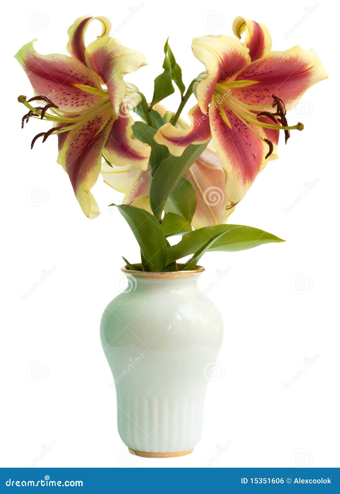 Lily in a White Porcelain Vase Stock Photo - Image of green, nature ...