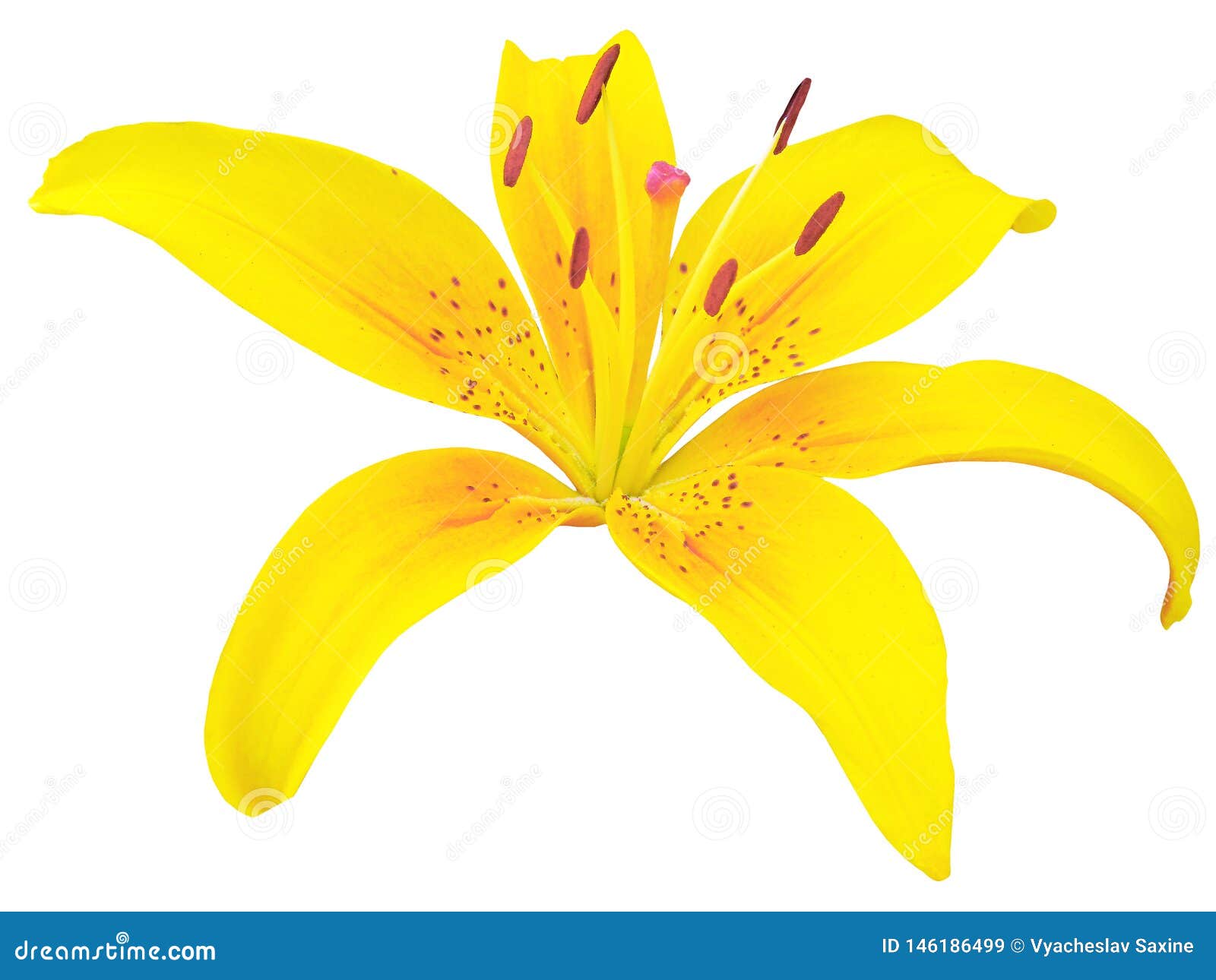Lily yellow stock image. Image of flower, stamens, beautiful - 146186499